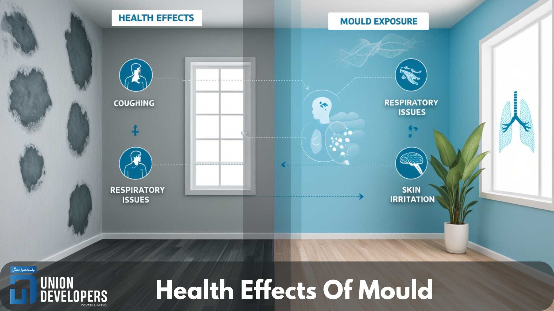 How To Prevent Moulds On Walls: Causes, Effects, And Prevention